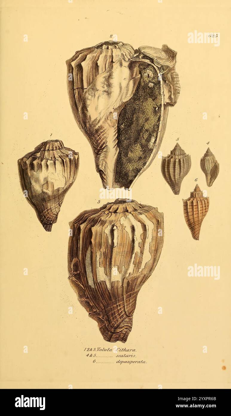 Highlights intricate ridges hi-res stock photography and images - Alamy