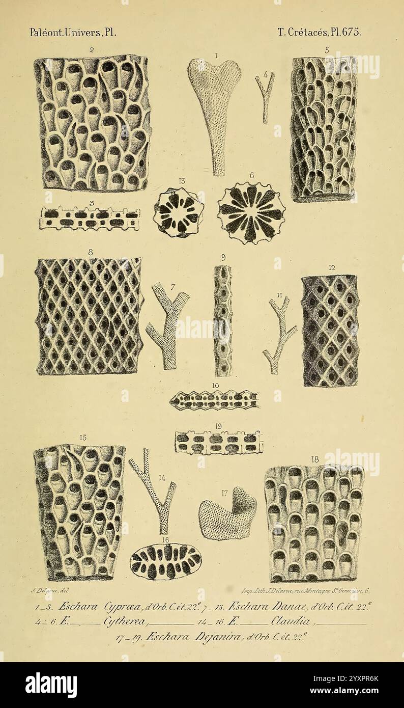 Various fossilized coral structures hi-res stock photography and images ...