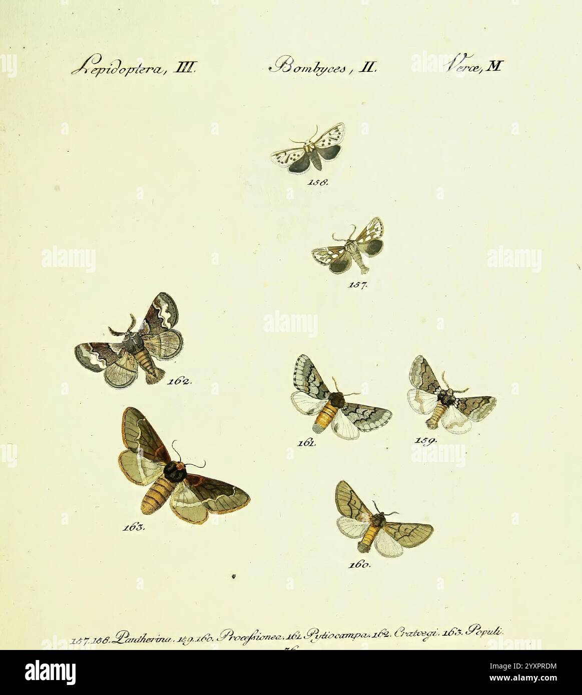 Top row displays three smaller moths hi-res stock photography and ...