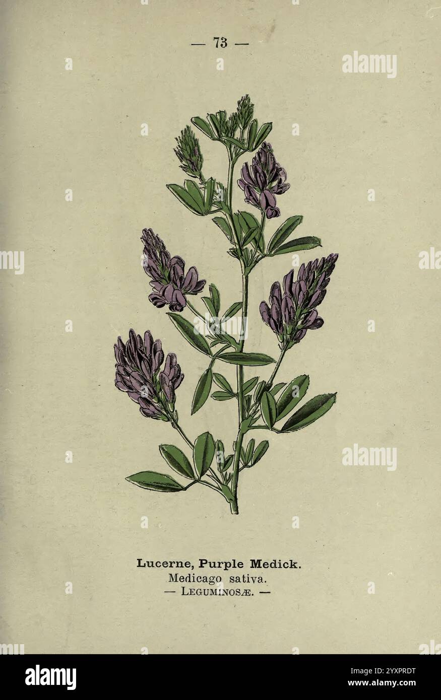 Trifoliate pattern hi-res stock photography and images - Alamy