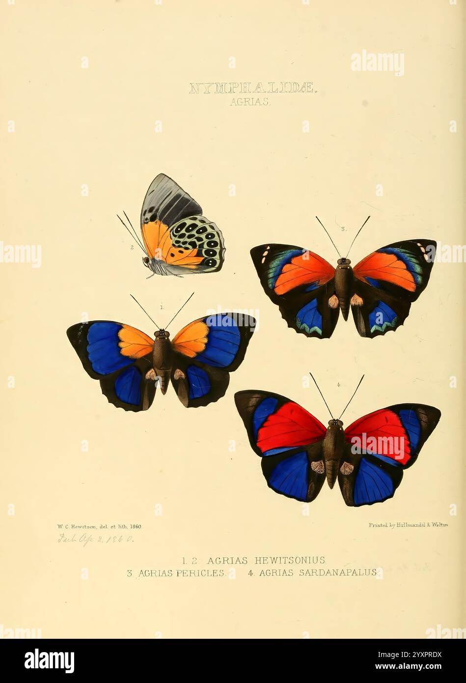 Illustration showcases four distinct butterflies hi-res stock photography and images - Alamy