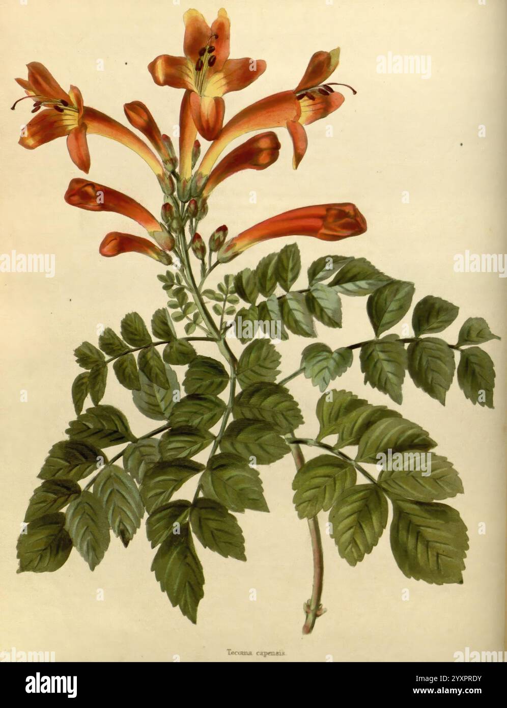 Slender petals elegantly curved hi-res stock photography and images - Alamy