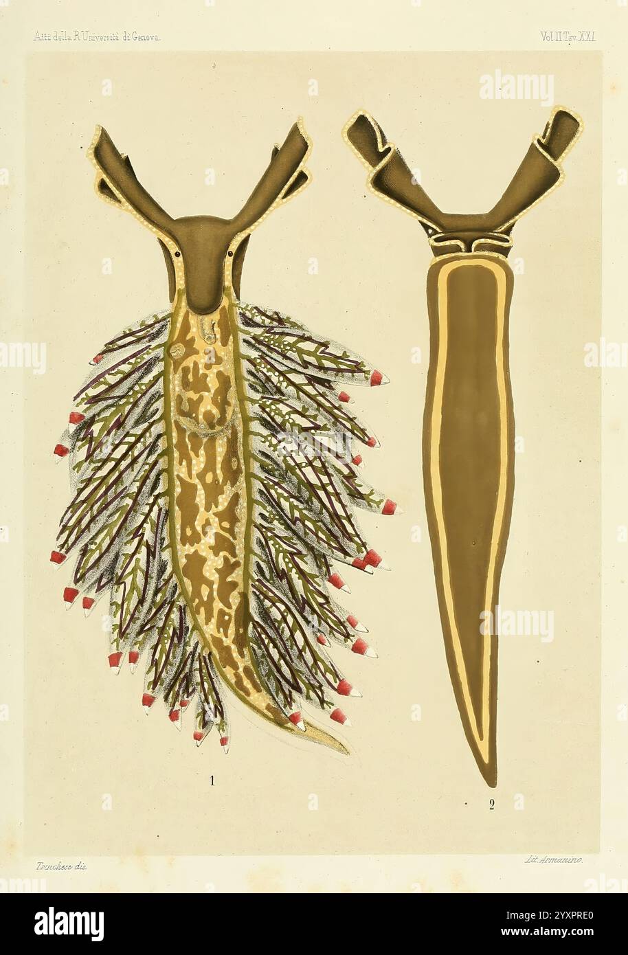 Display vibrant red tips hi-res stock photography and images - Alamy