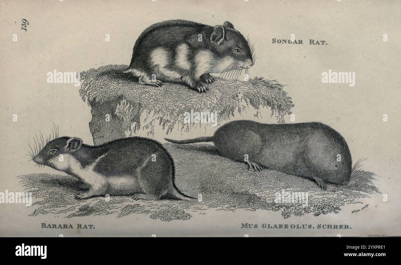 Characteristic larger size hi-res stock photography and images - Alamy