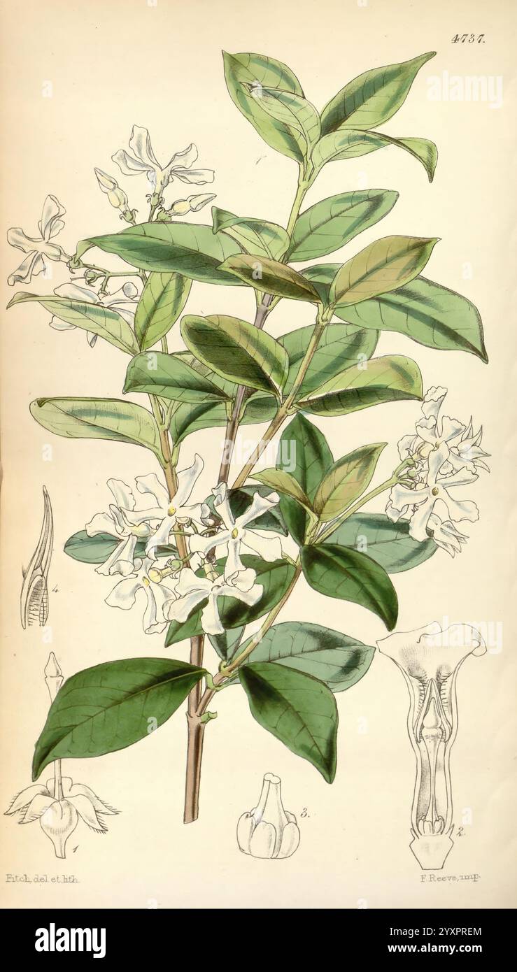 Meticulous representation emphasizes hi-res stock photography and ...