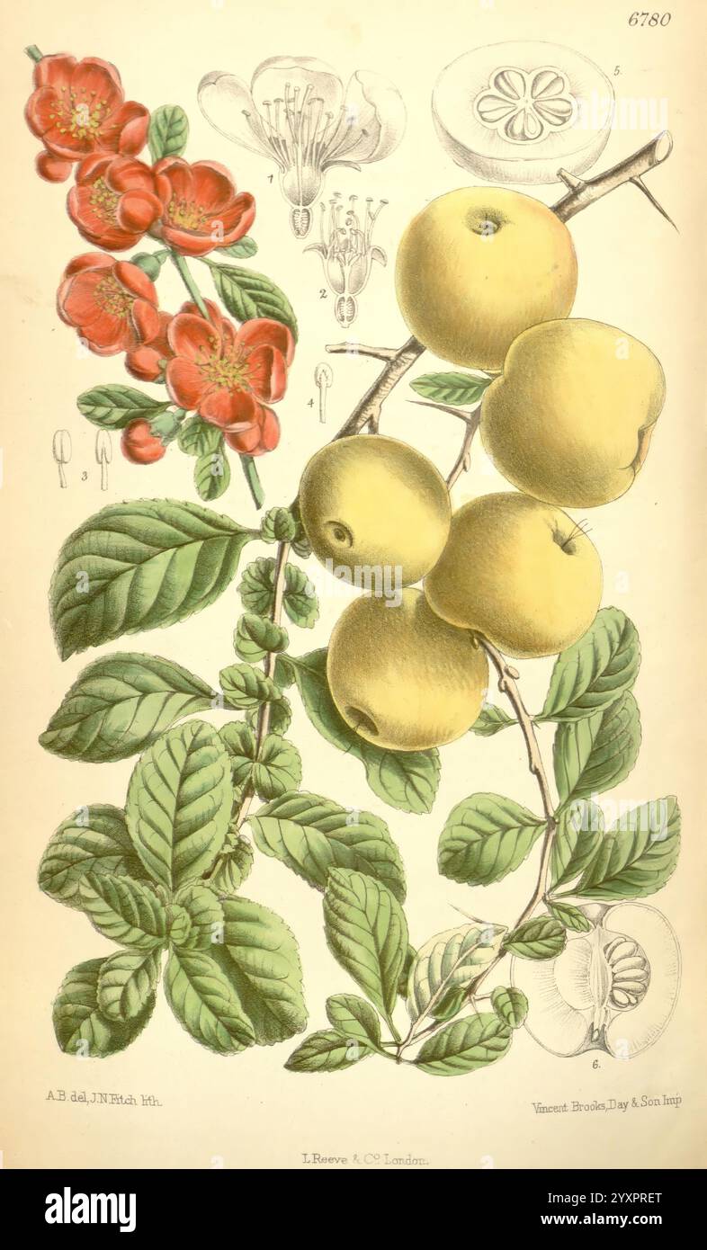 Family rosaceae japanese quince hi-res stock photography and images - Alamy