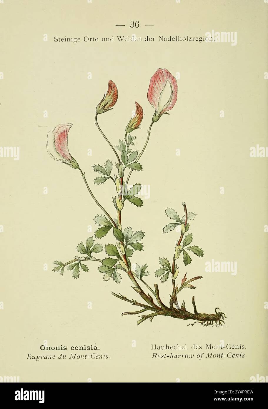 Plants characteristic lobed structure hi-res stock photography and ...