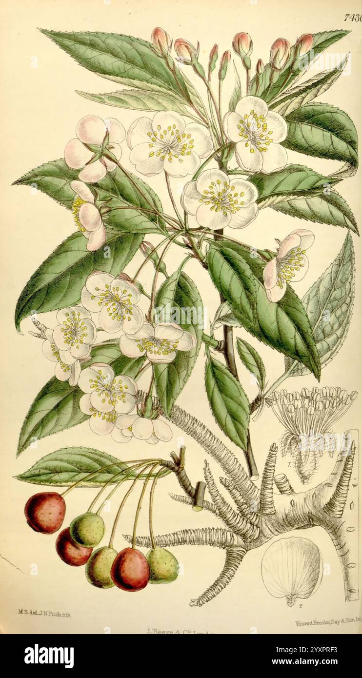 Curtis's Botanical Magazine London, New York Botanical Illustration ...