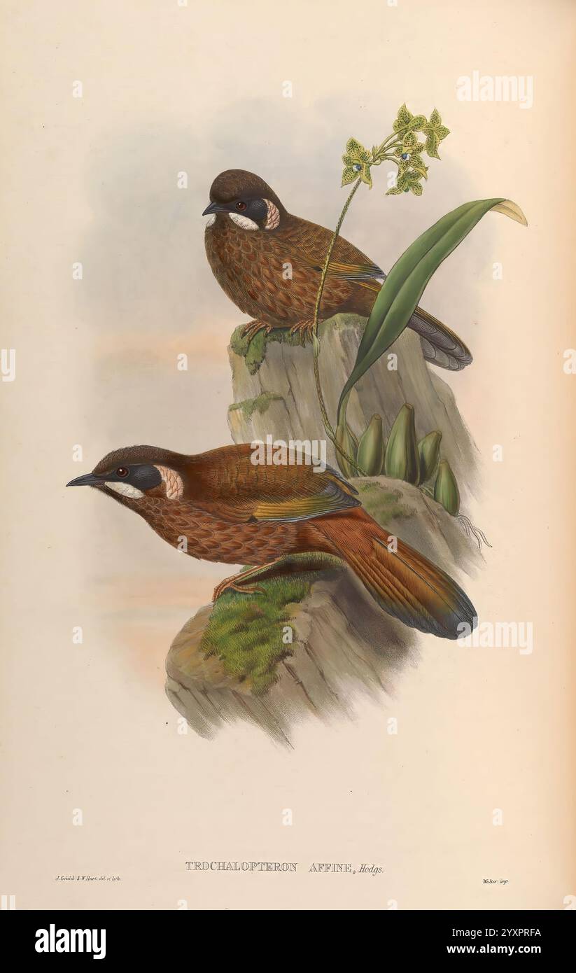 Birds feature rich plumage hi-res stock photography and images - Alamy