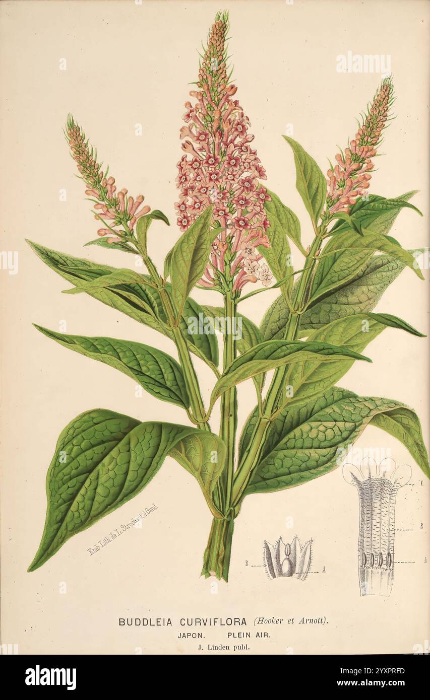 Buddleia curviflora hi-res stock photography and images - Alamy