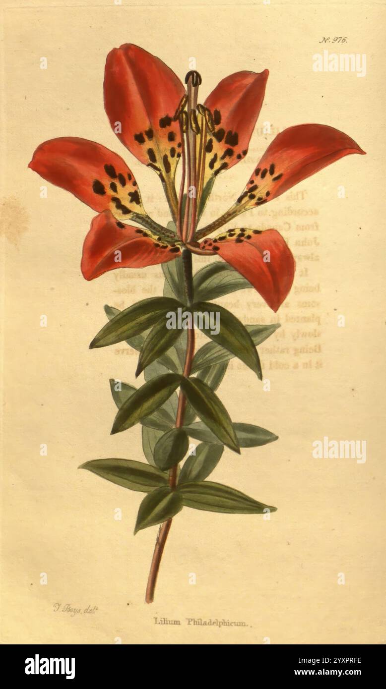 Lance shaped leaves prominently hi-res stock photography and images - Alamy