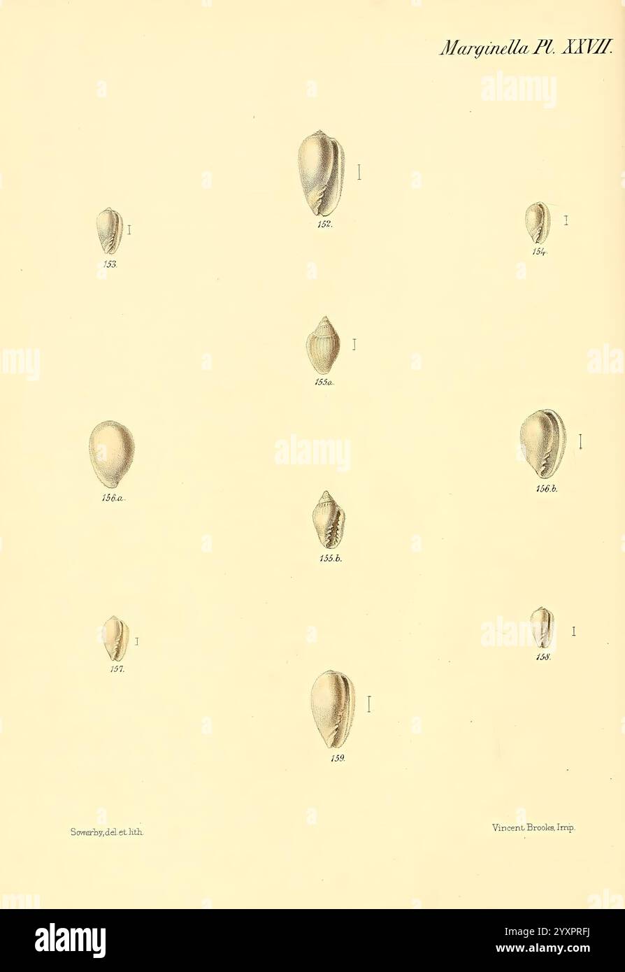 Conchologia iconica, or Illustrations of the Shells of Molluscous ...