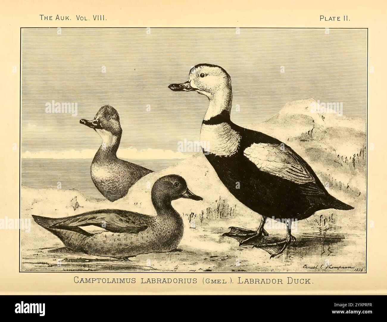 Labrador ducks habitat hi-res stock photography and images - Alamy