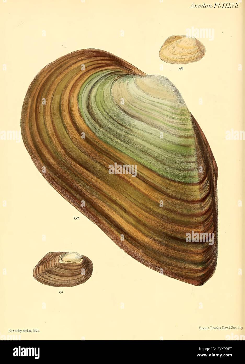 Showing unique textures hi-res stock photography and images - Alamy