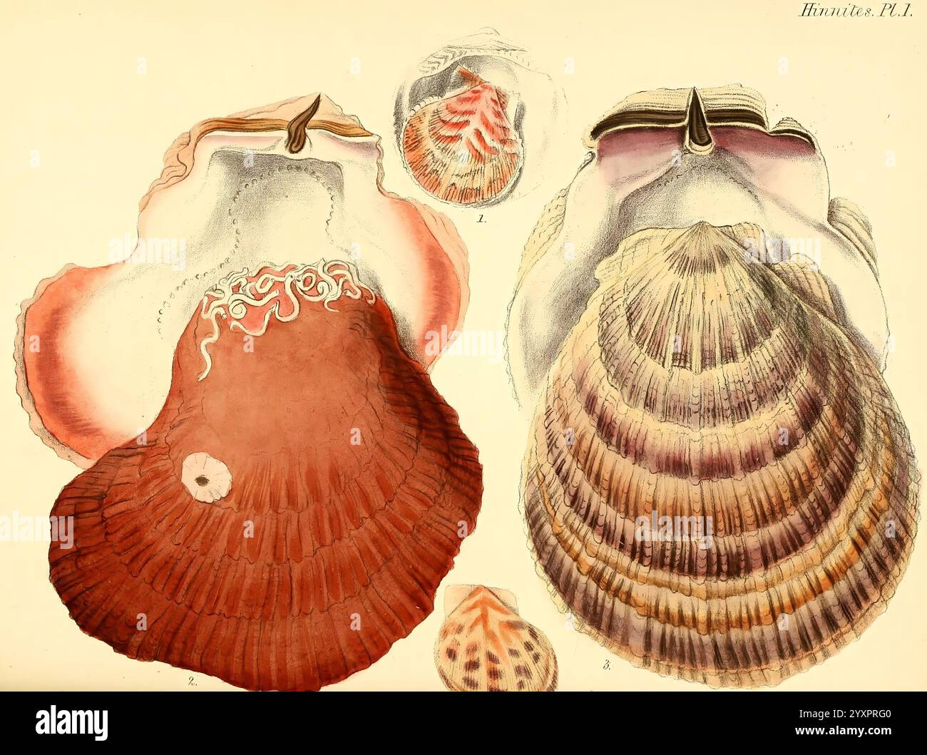 Striking bivalve shell hi-res stock photography and images - Alamy