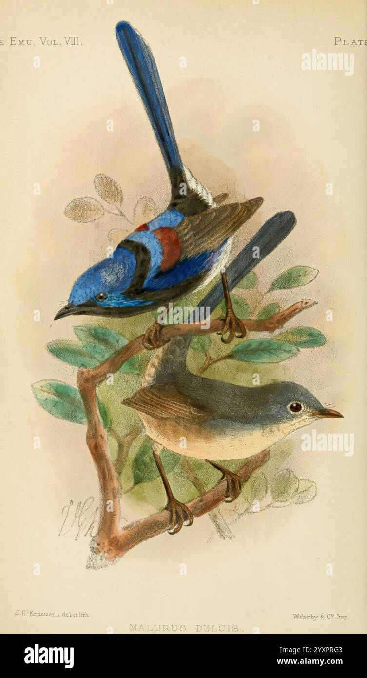 The Emu Melbourne Royal Australasian Ornithologists Union 1901 ...