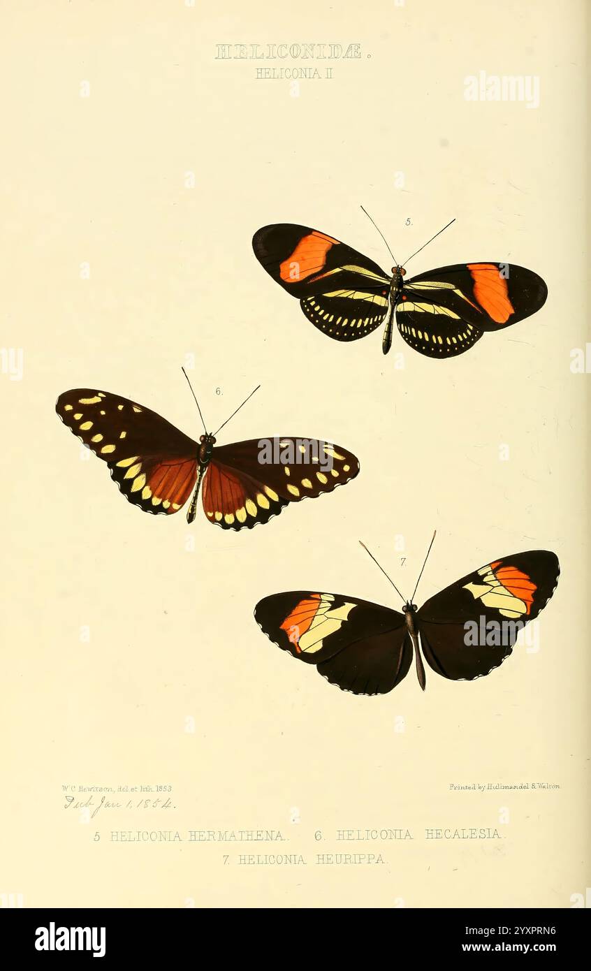 Illustrations of new species of exotic butterflies, v.1 London, John ...