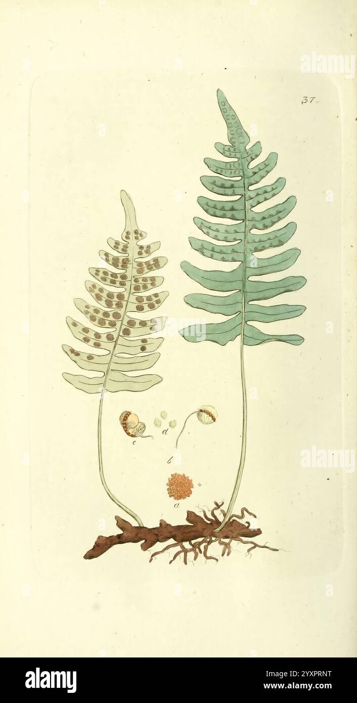 Illustration features two delicate ferns hi-res stock photography and ...