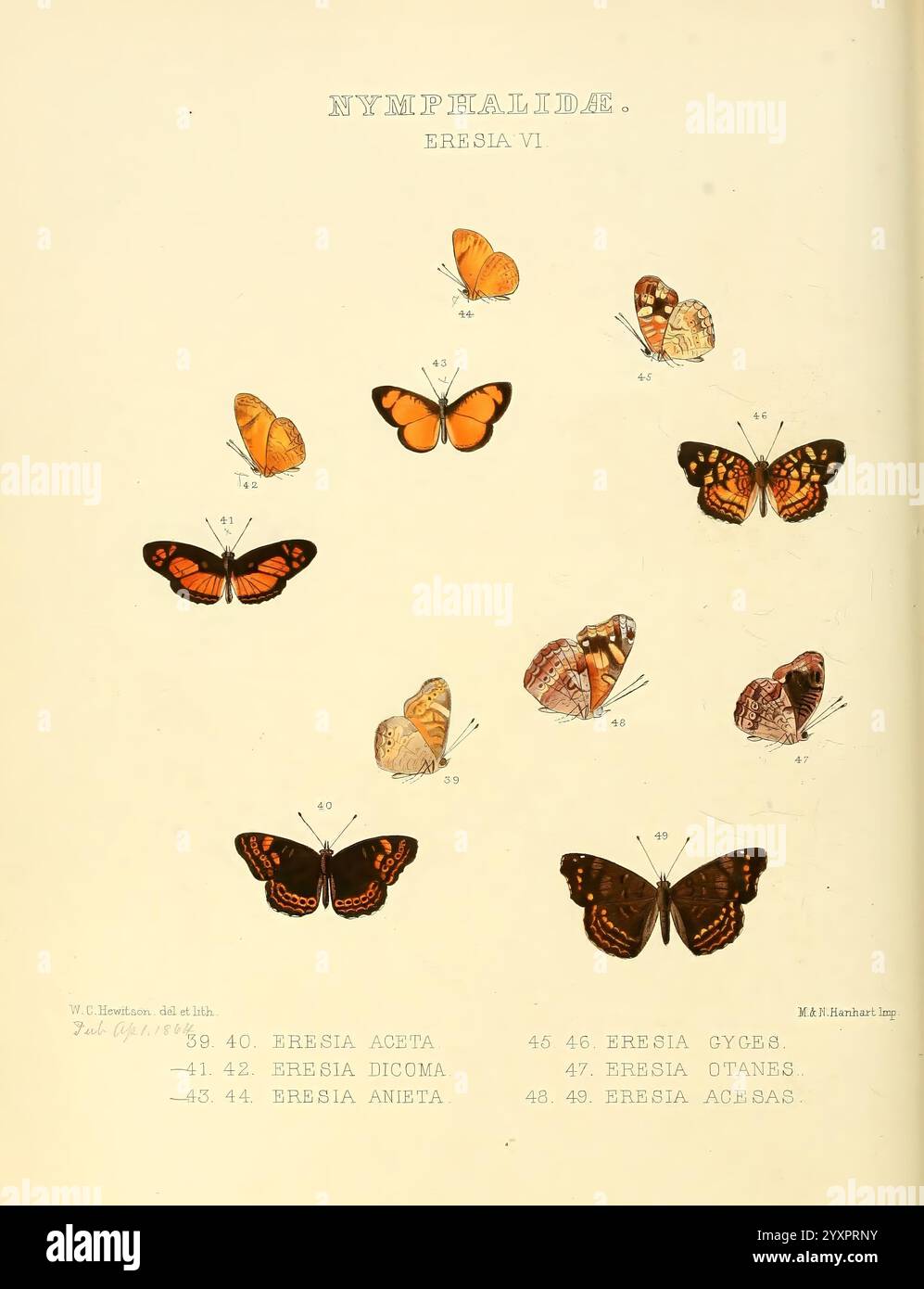 Illustrations of new species of exotic butterflies, London, John Van ...