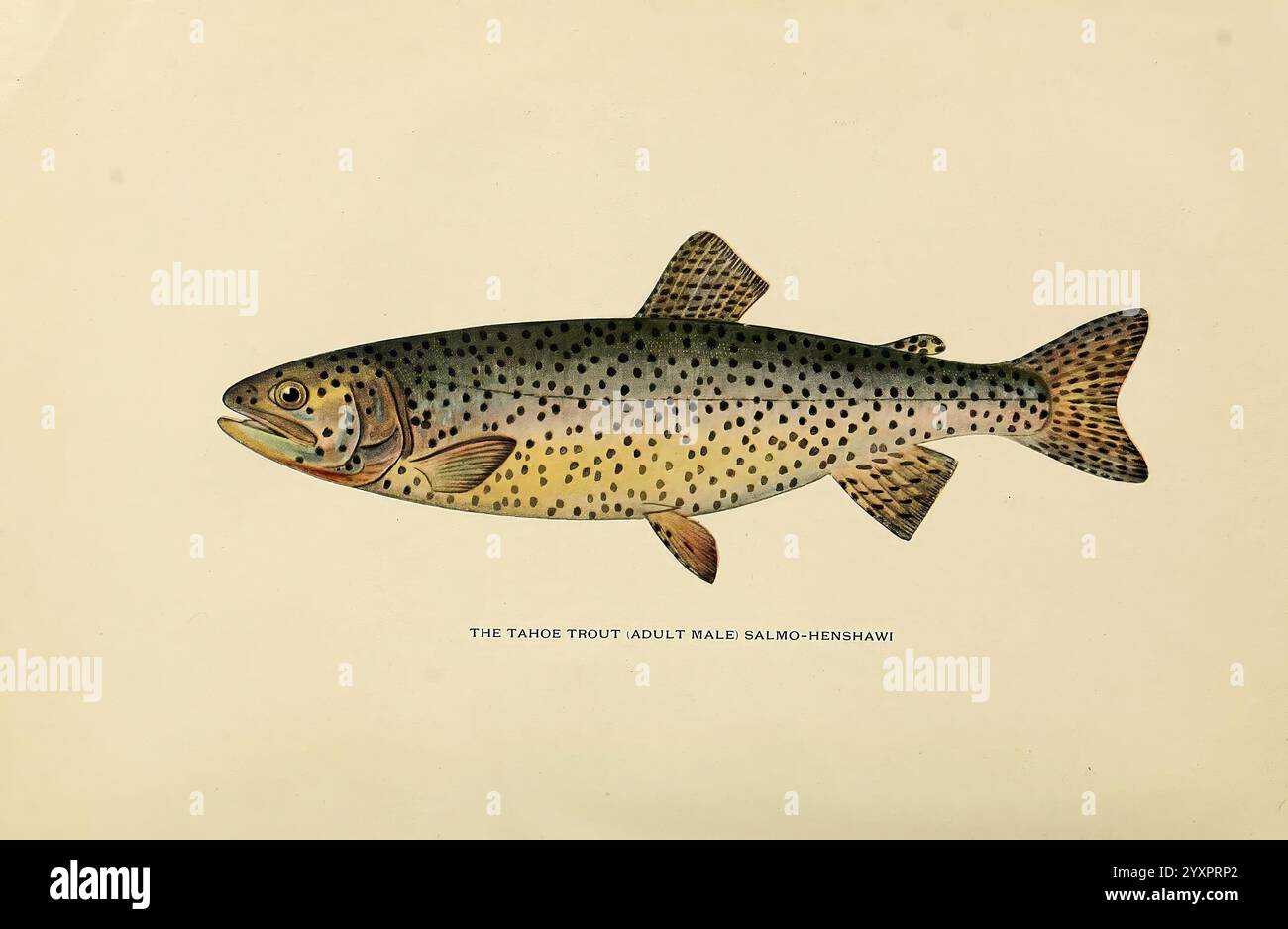 Oncorhynchus clarkii henshawi hi-res stock photography and images - Alamy