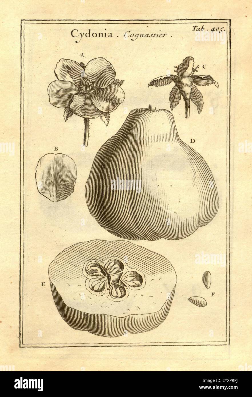 Joseph Pitton de Tournefort, Institutiones rei herbariae, Parisiis, E ...