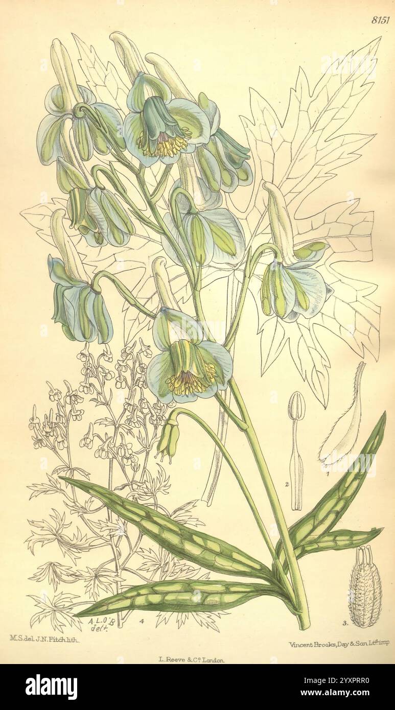 Curtis's Botanical Magazine, London, New York, Botany, Periodicals ...