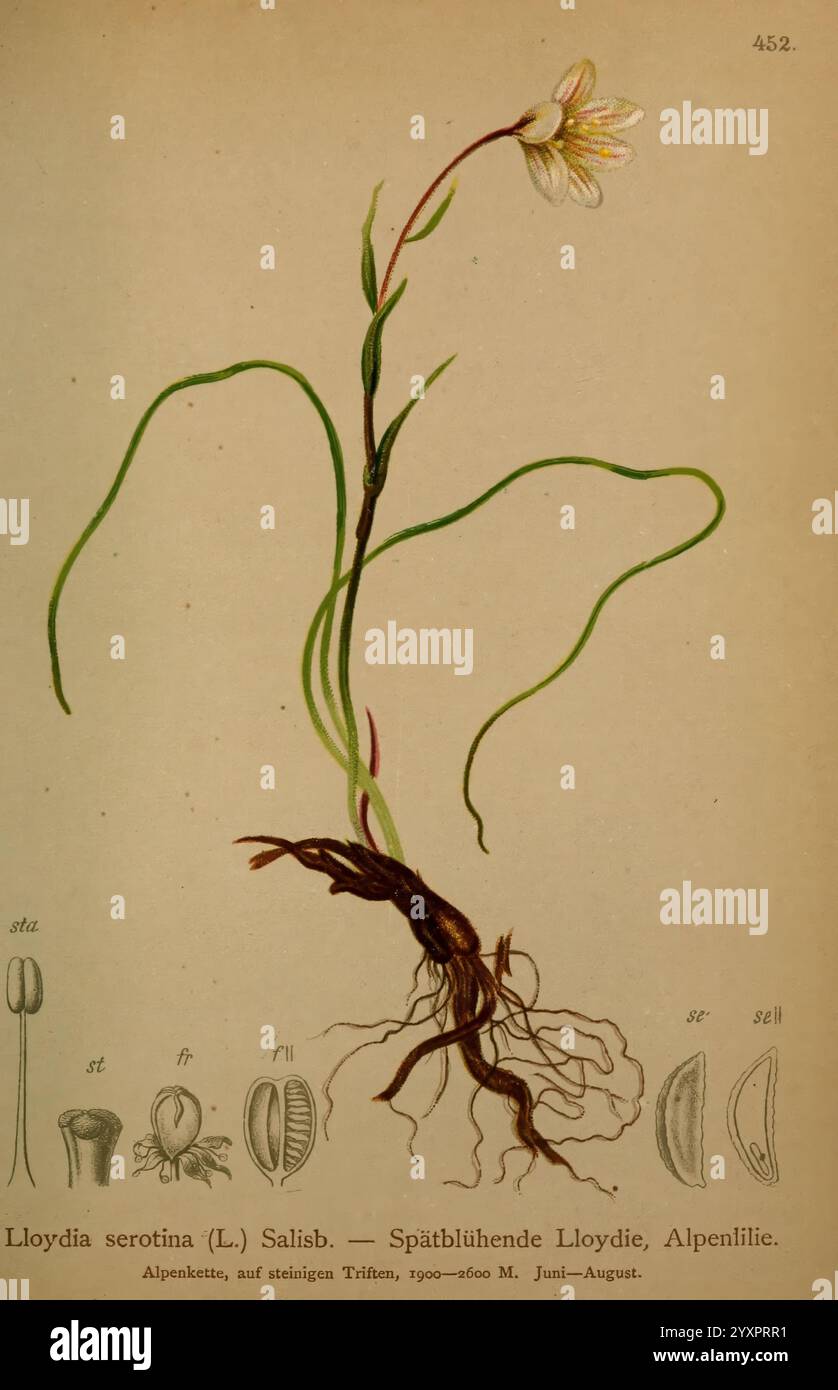 Atlas der Alpenflora, Wien, Alpenvereins, 1882, Alps, Atlases, Mountain ...