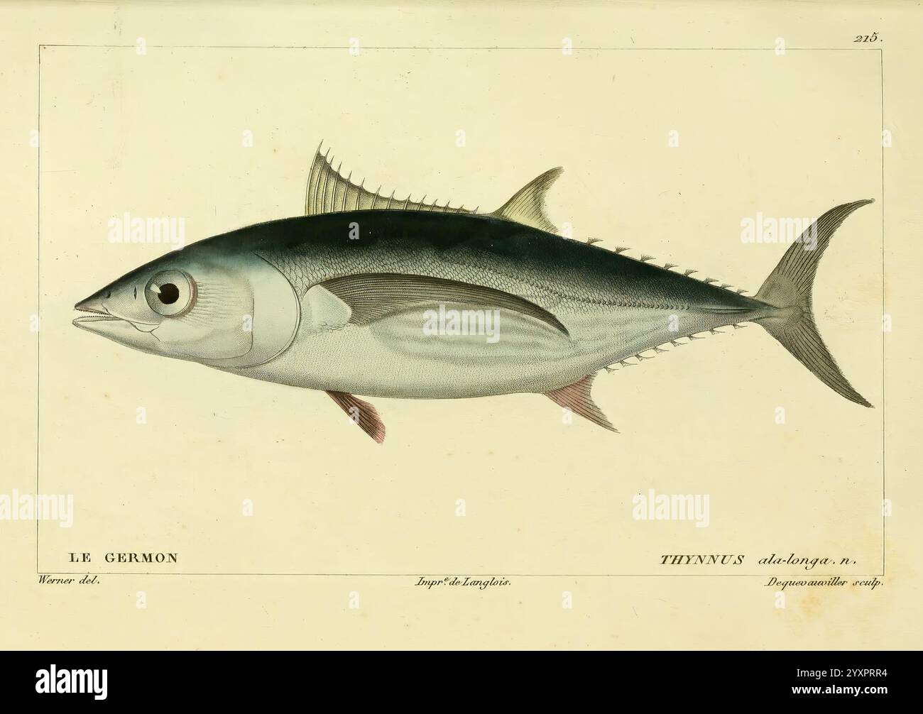 Detailed fin structures hi-res stock photography and images - Alamy