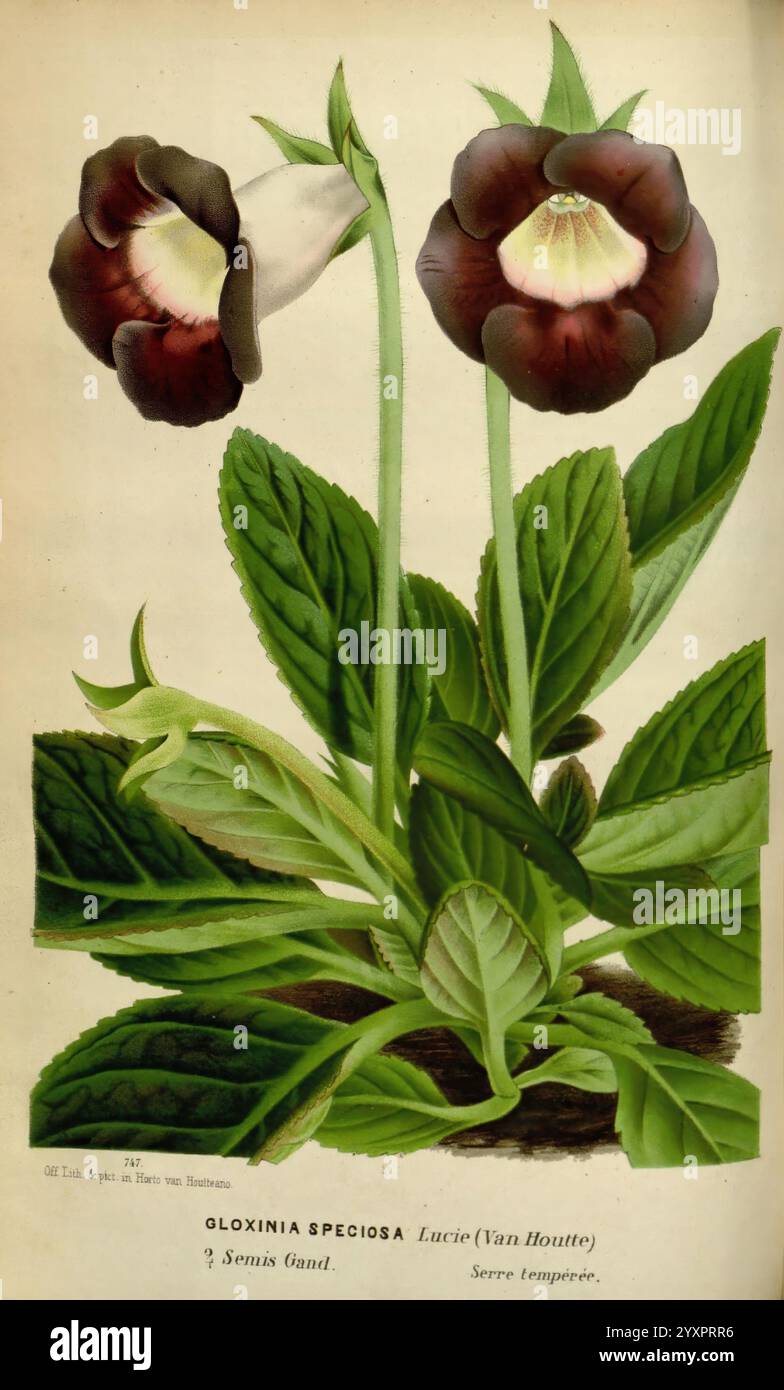 Kingdom plantae gloxinia speciosa sinningia speciosa hi-res stock ...