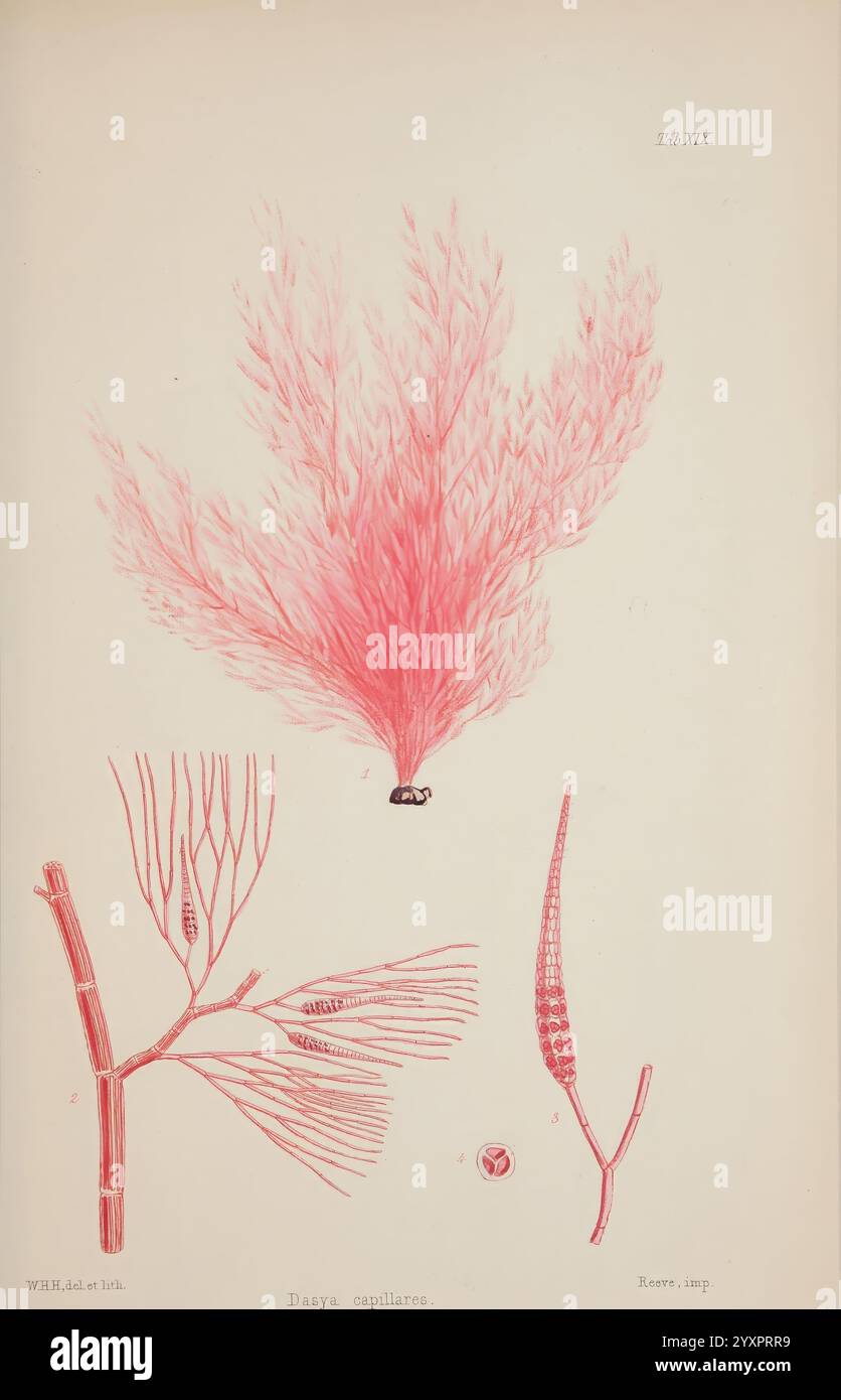 Feather like form hi-res stock photography and images - Alamy