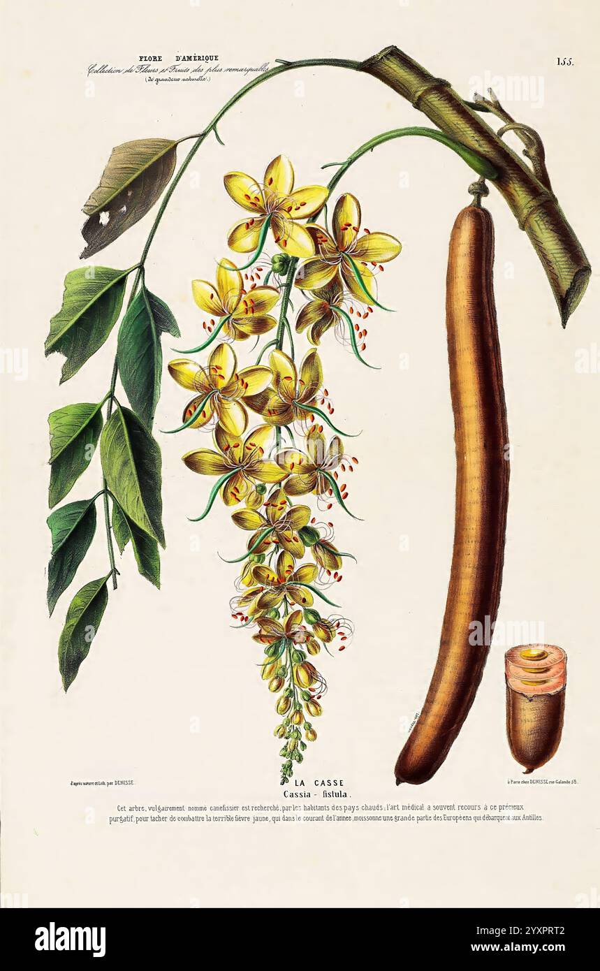 Flore d'Amérique, Paris, Gihaut 1843-1846, America, Pictorial Works, Plants, The illustration ...