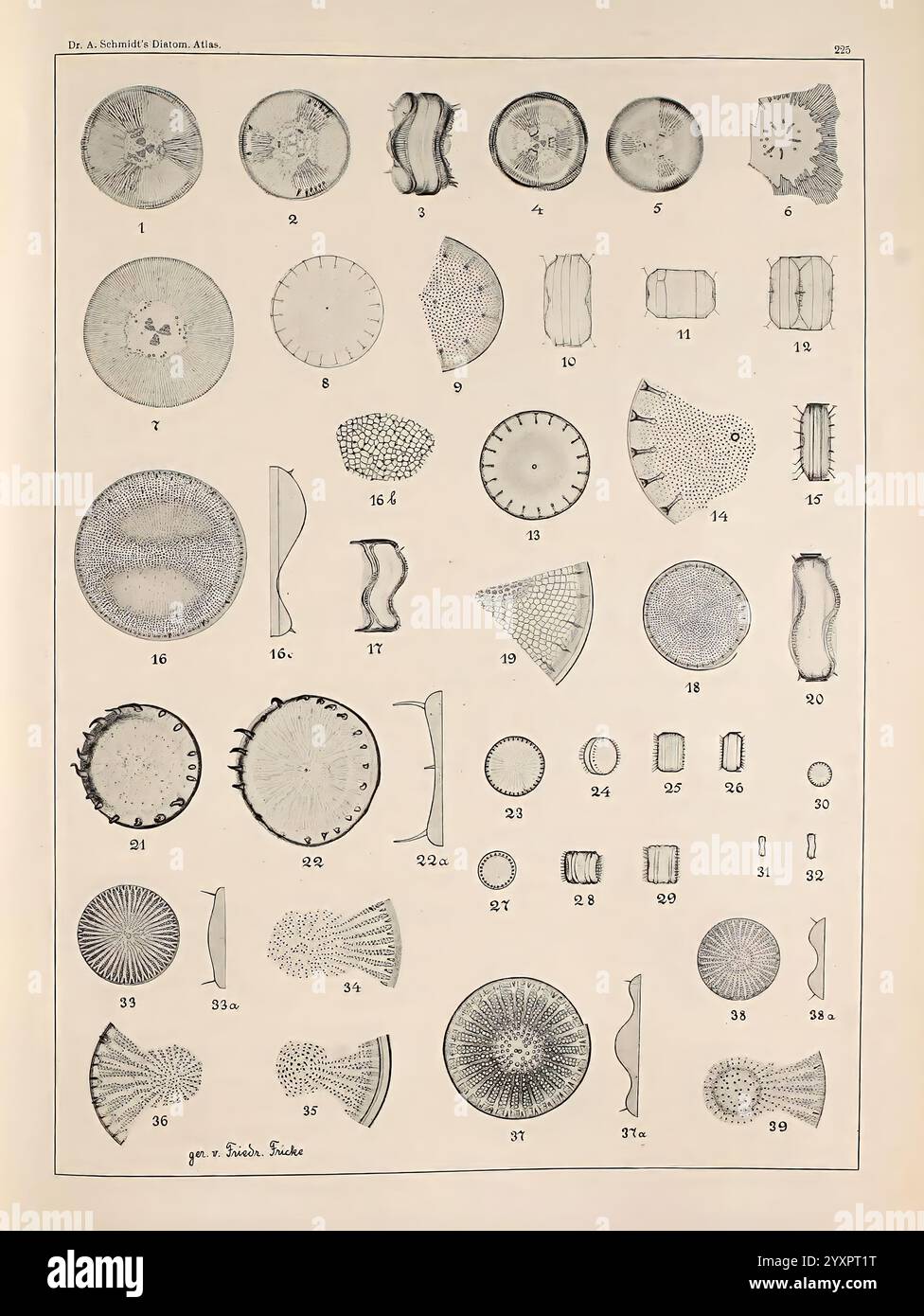 Circular microscopic structures hi-res stock photography and images - Alamy