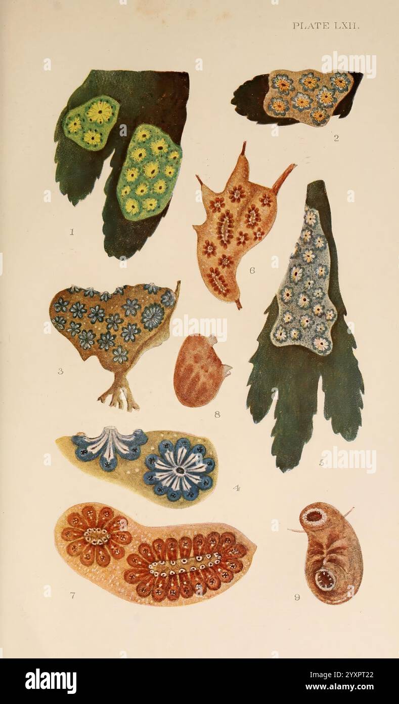 Numbered illustration highlights different species hi-res stock ...