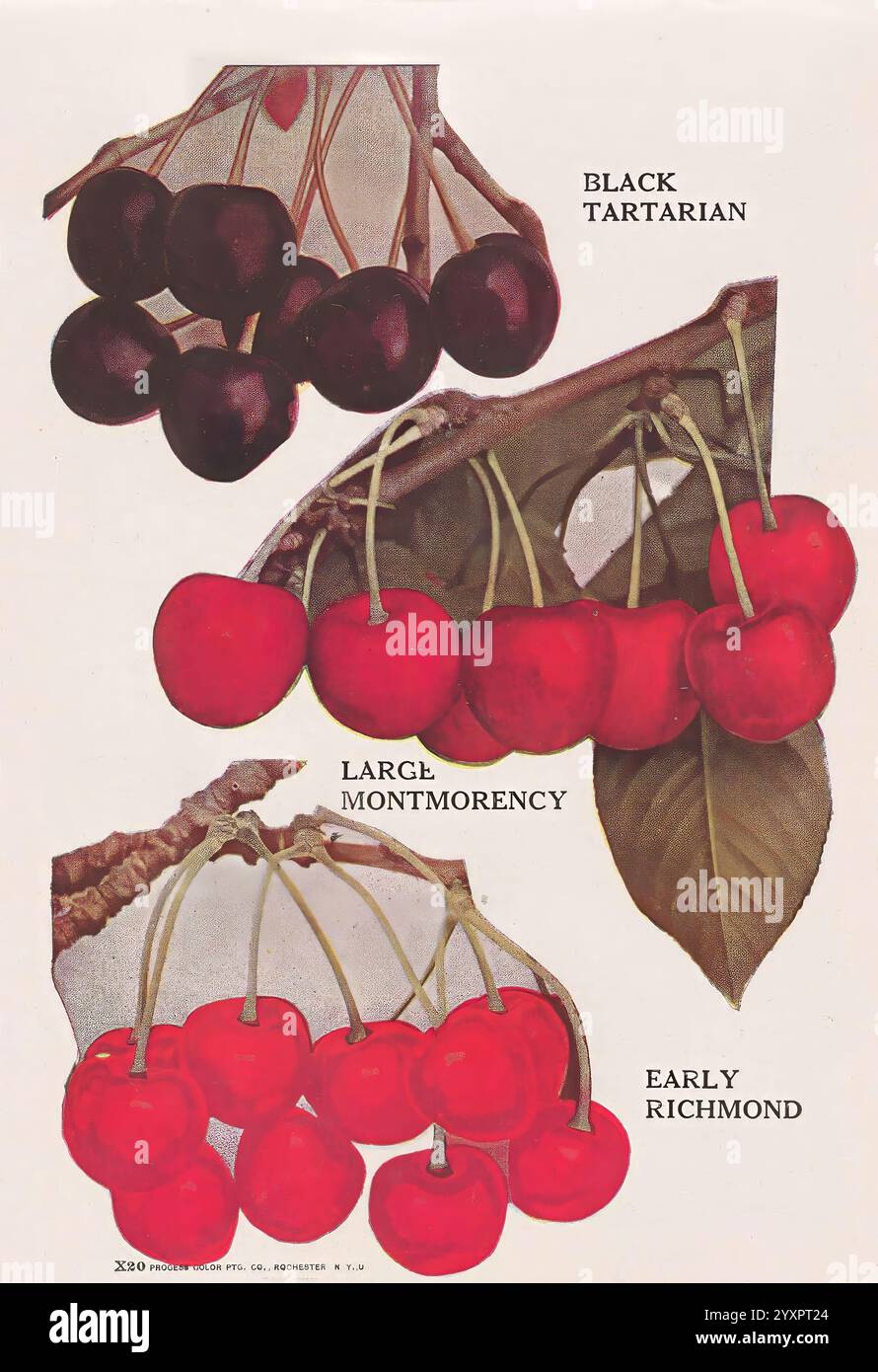 Descriptive plate-book Newark, N.Y, Knight & Bostwick, [19--] catalogs ...