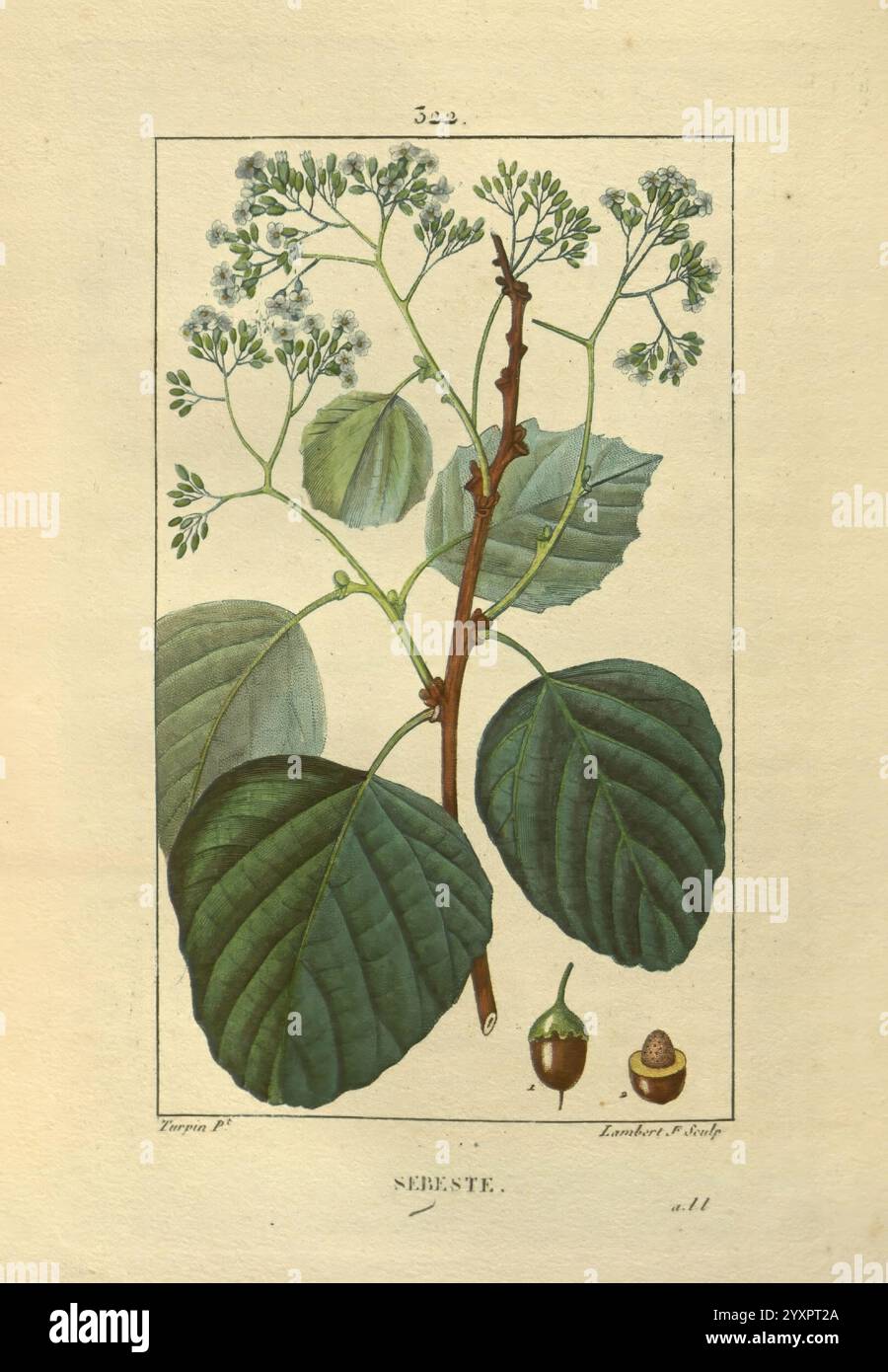 Seed pods illustrated hi-res stock photography and images - Alamy