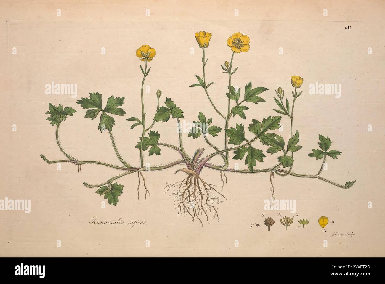 Representing different stages of plant development hi-res stock ...