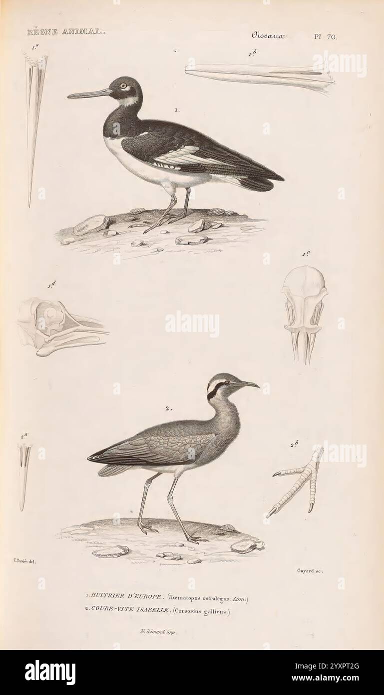 Illustration showcases two distinct bird species hi-res stock ...