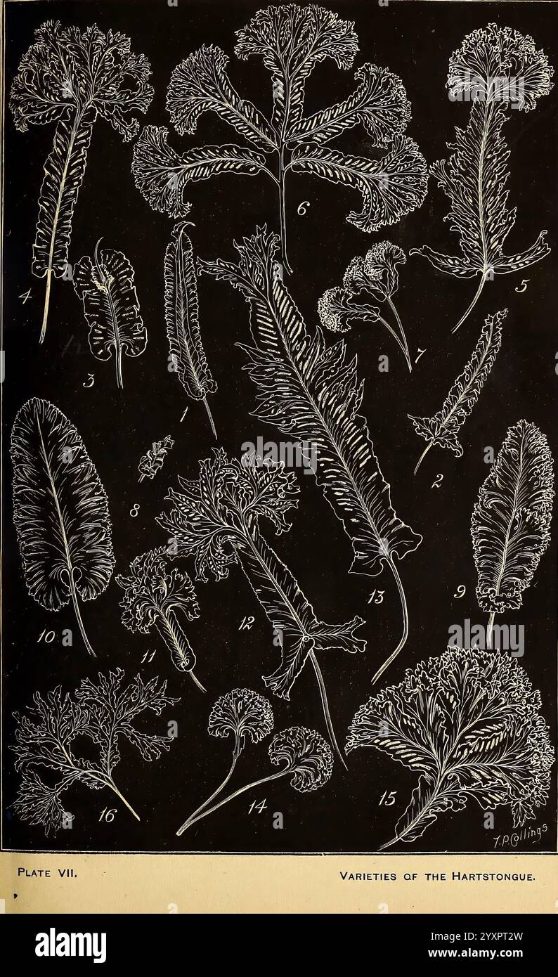 Choice British Ferns London L. Upcott Gill 1888 botany ferns Great ...