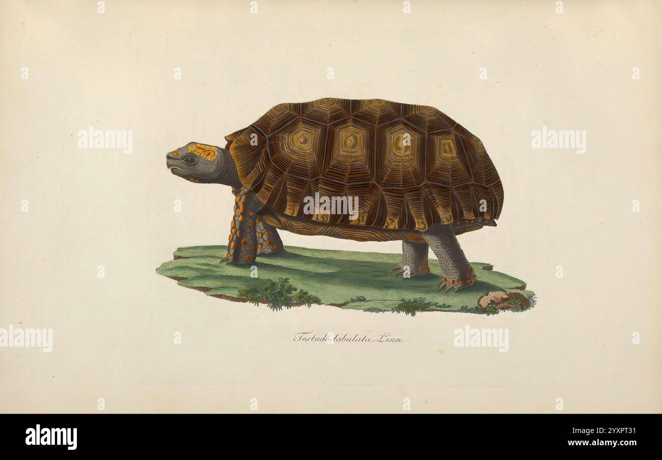 Tortoises distinctive features hi-res stock photography and images - Alamy