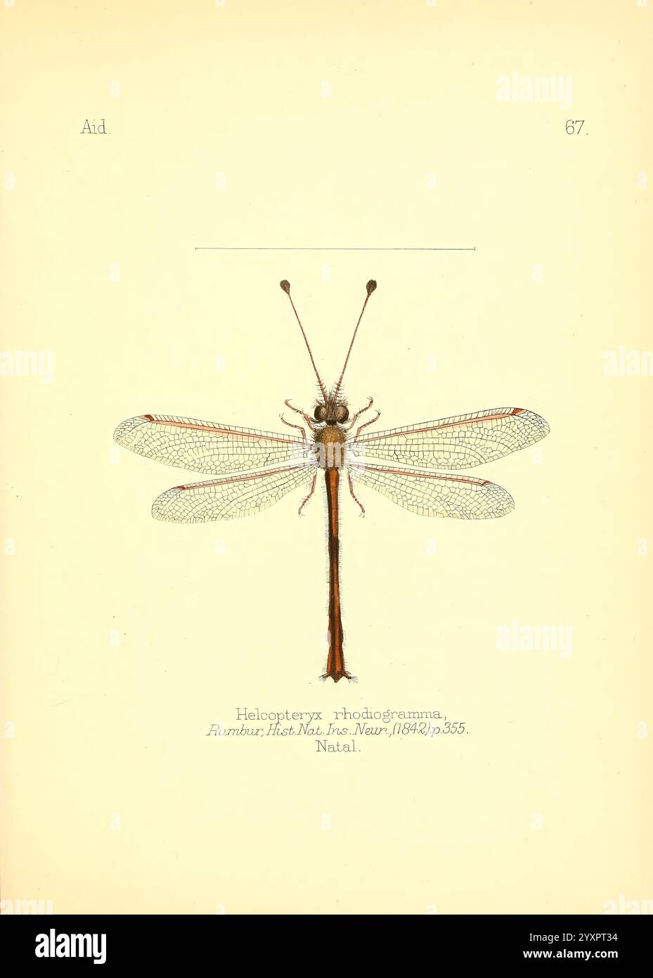 Aid to the Identification of Insects London, E.W. Janson, 1880-90 ...