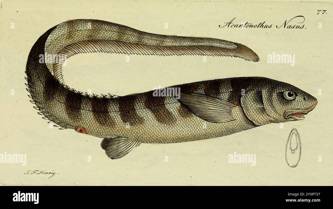 Acanthonus nasus hi-res stock photography and images - Alamy