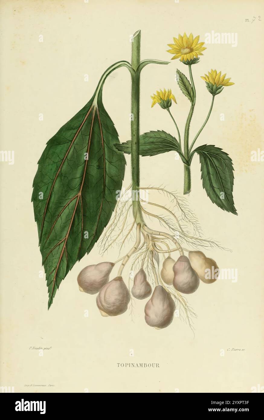 Nouvelle iconographie fourragère. Atlas. Paris, P. Asselin, 1871 ...