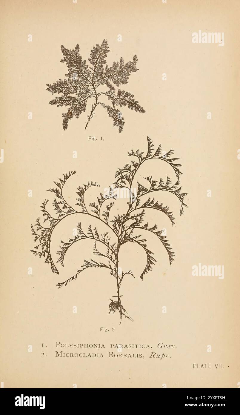 Sea mosses, Boston, B. Whidden, 1893, United States, algae, Borealis ...