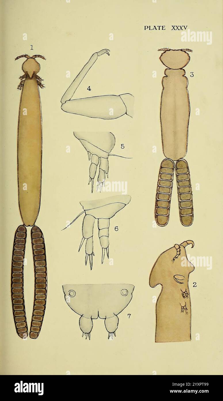 The British Parasitic Copepoda London Printed for the Ray Society 1913 ...