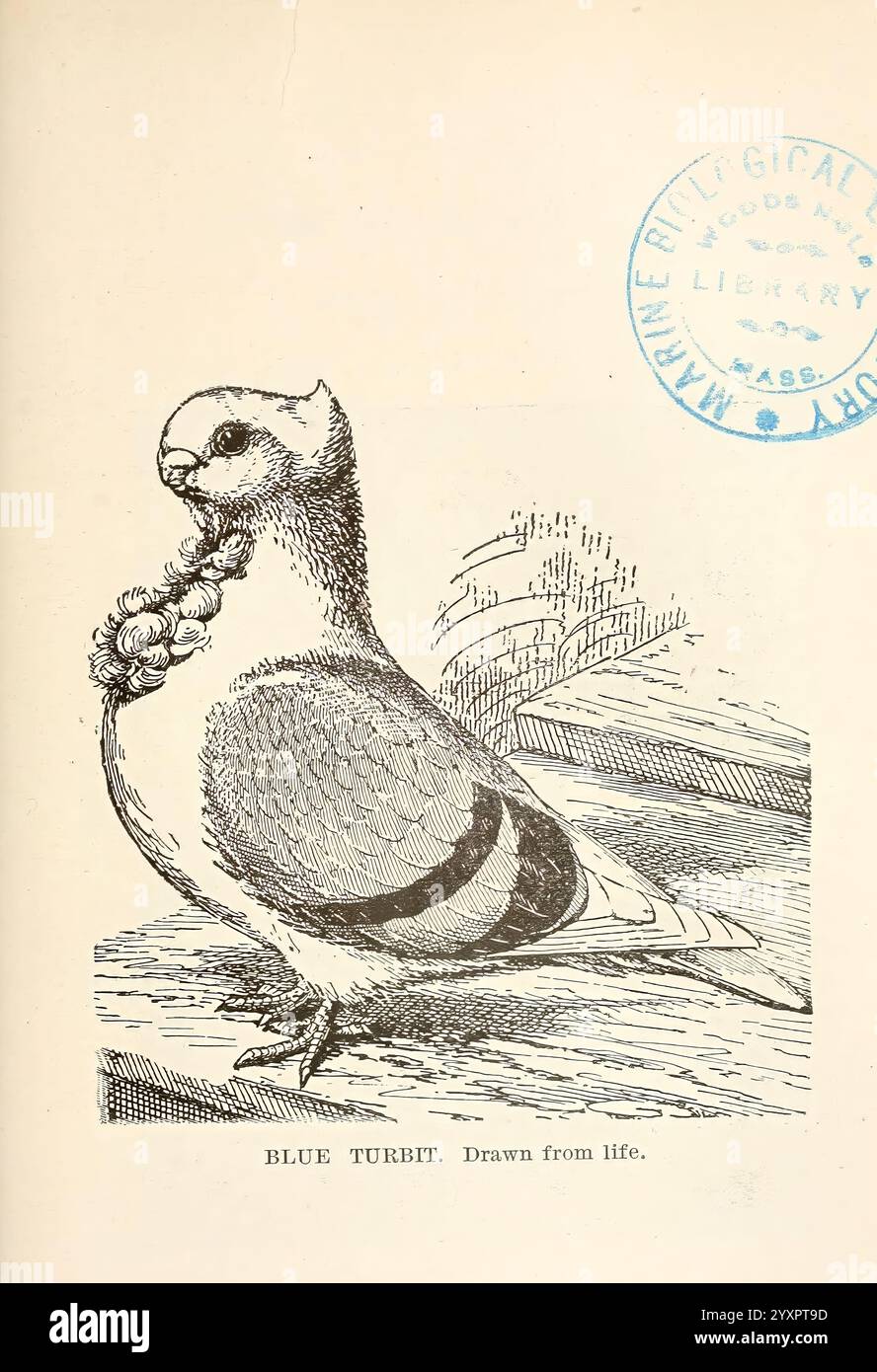 Blues accentuate hi-res stock photography and images - Alamy