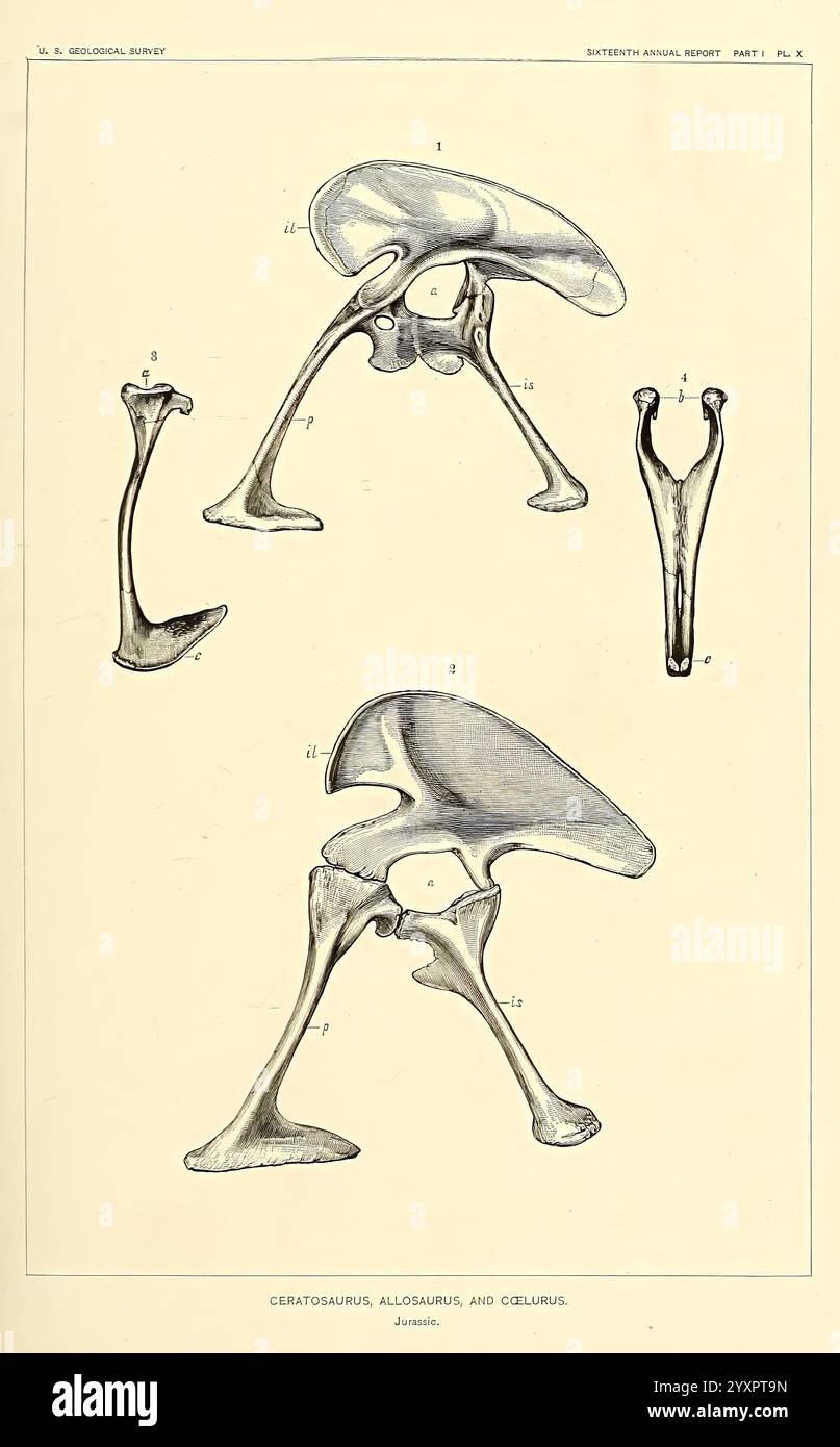 Understanding anatomical variations hi-res stock photography and images ...