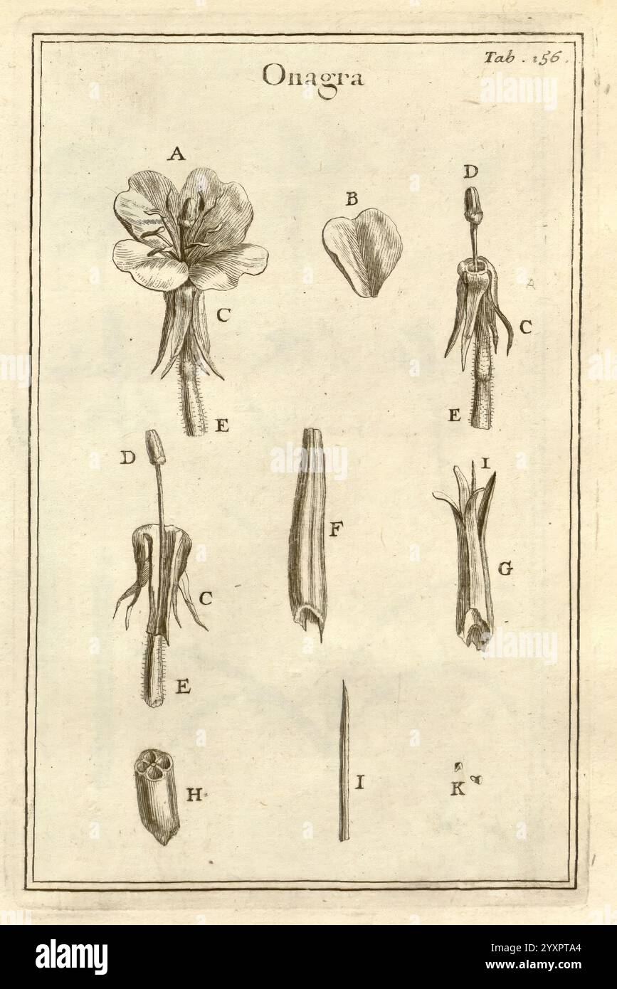 Onagra plant hi-res stock photography and images - Alamy