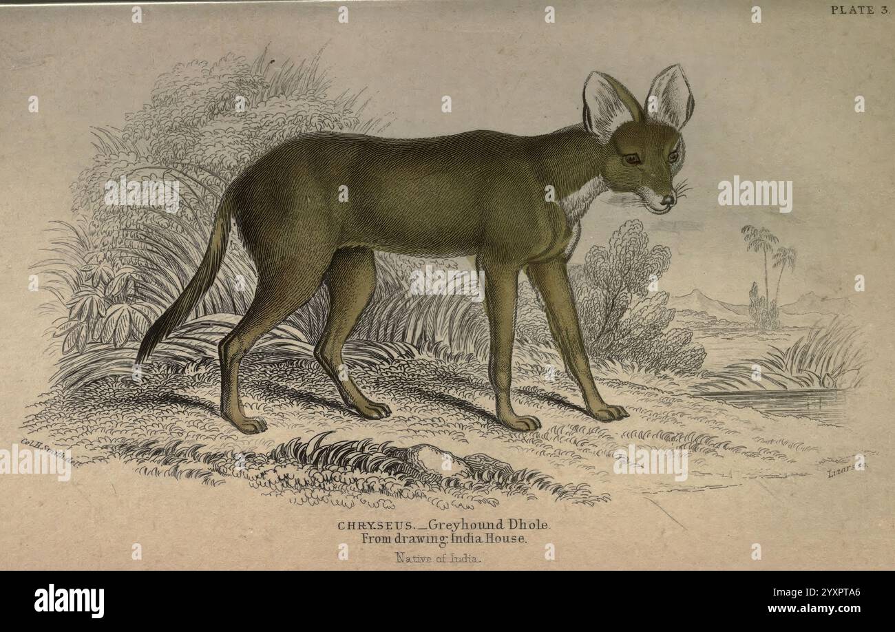 The naturalist's library. Edinburgh, W. H. Lizars, 1833, mammals ...