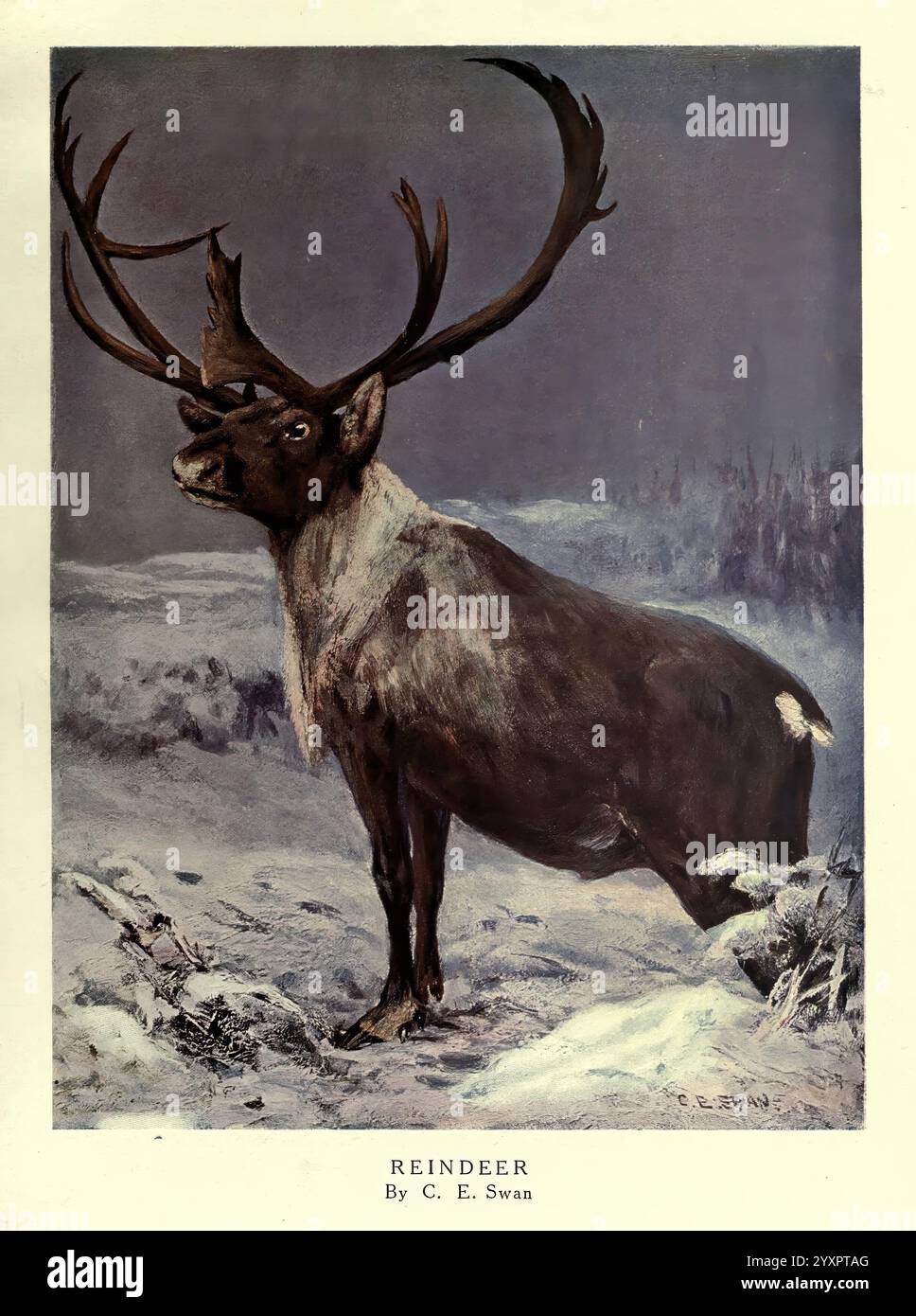 Majestic reindeer stands hi-res stock photography and images - Alamy