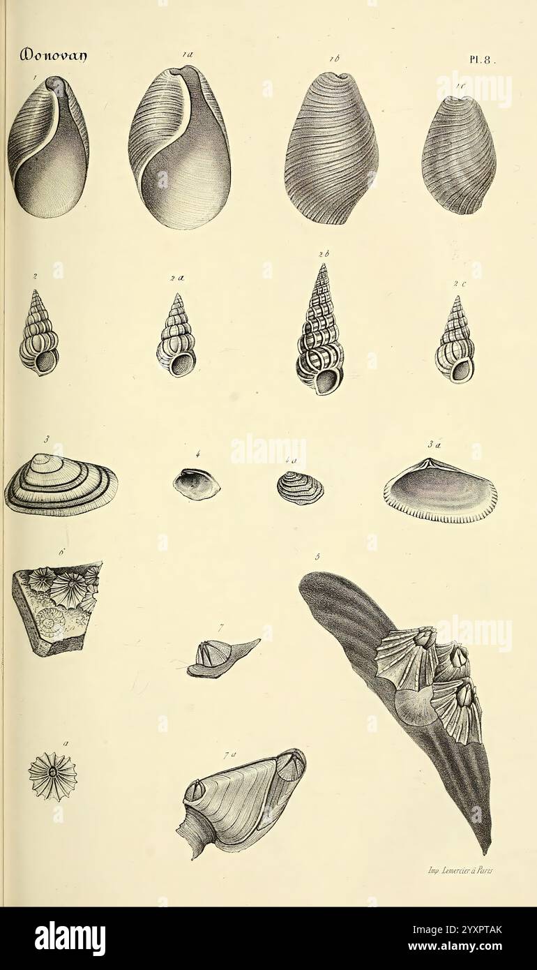 Asymmetrical varieties hi-res stock photography and images - Alamy